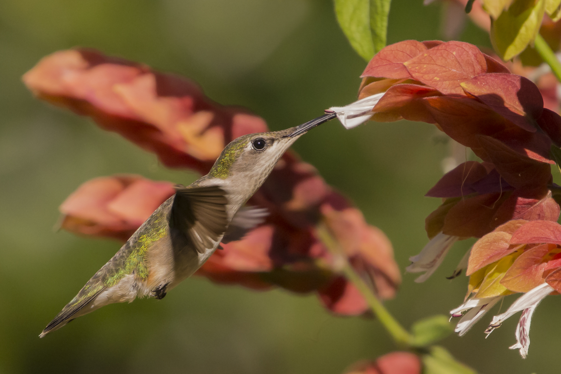 Hummingbird and Shrimp Plant | Shutterbug